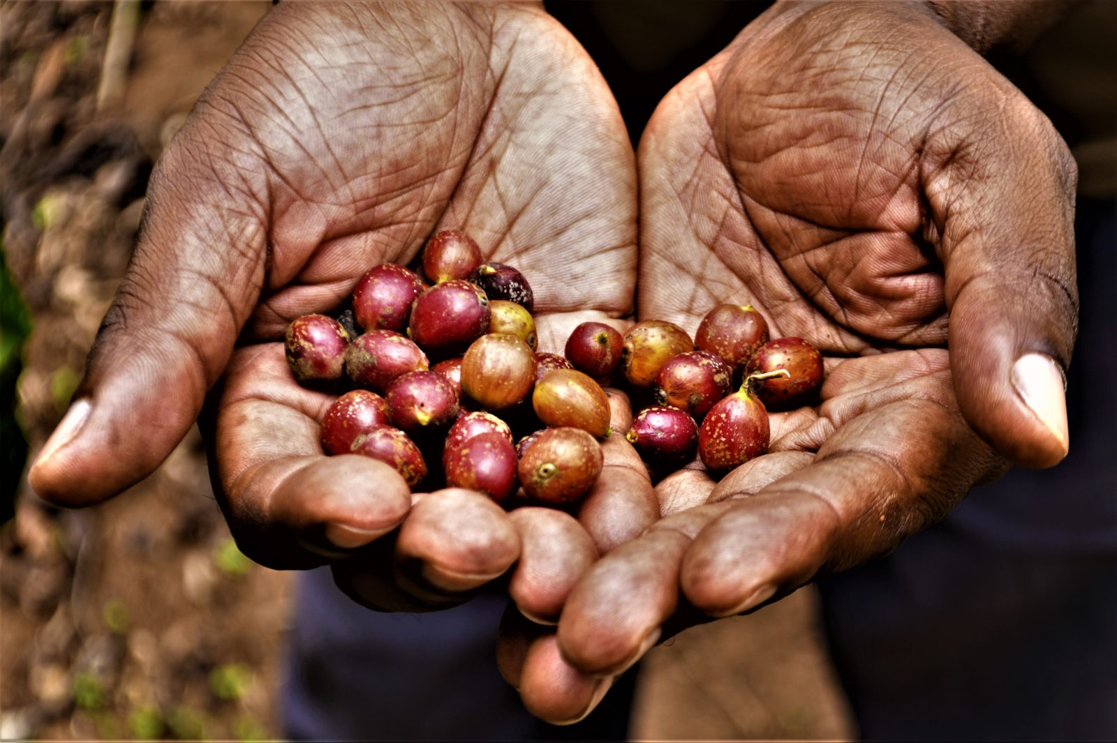J4T | Unfair Trade: The Broken Promise of Fairtrade Farming in Africa